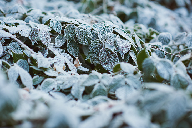 Protecting Trees and Shrubs Against Winter Damage